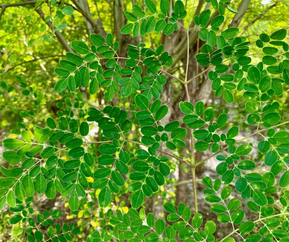 Moringa :: Holistic-solutions-s-r-o
